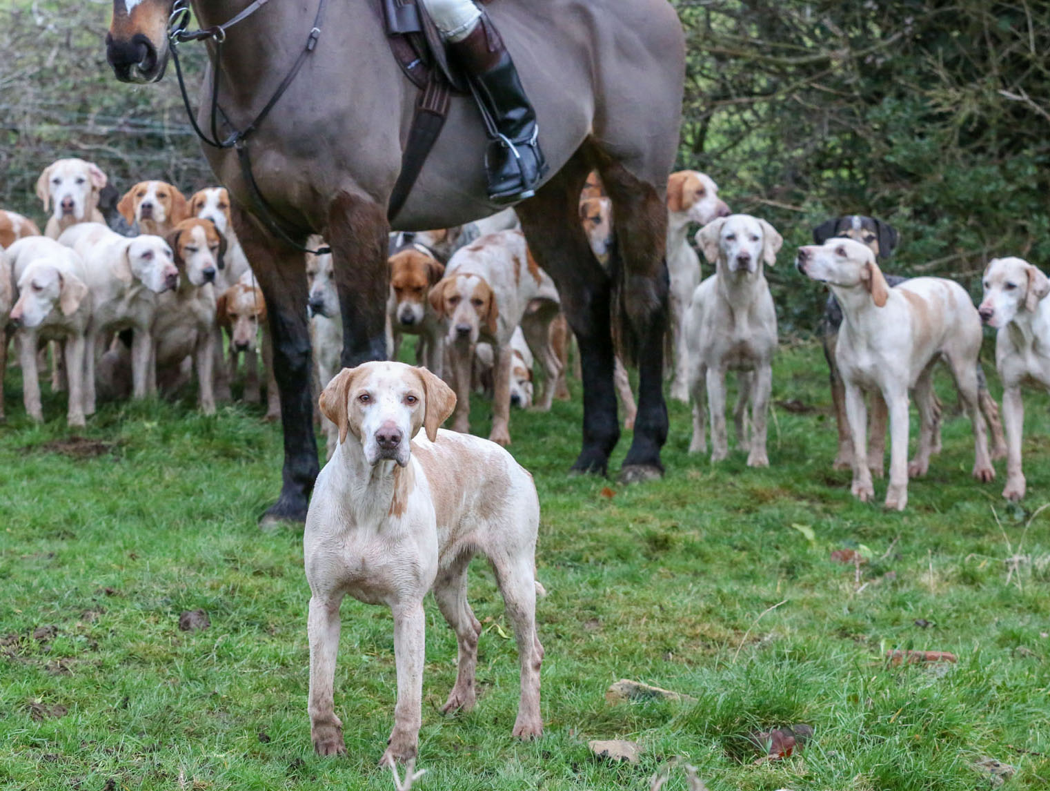 Introduction – Braes of Derwent Hunt